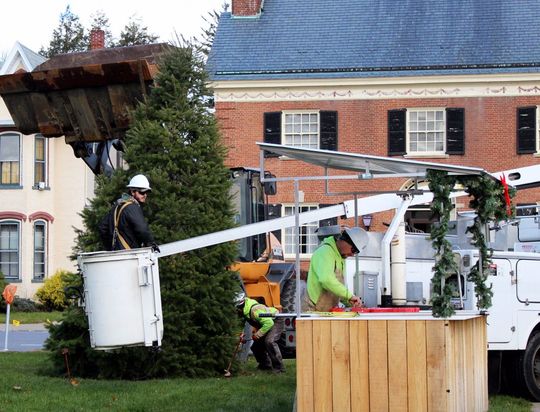 Christmas tree placed in Triangle Park ahead of Haven Holidays | News ...